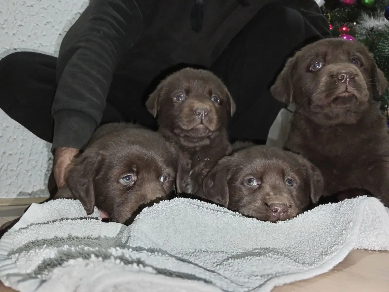 Cokoladni stenci Labrador retriver