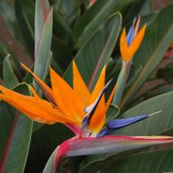 Strelitzia Reginae (3 semenki)