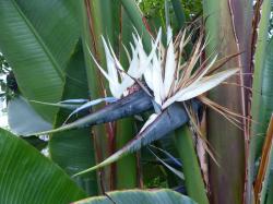 Strelitzia Nicolai (3 semena)