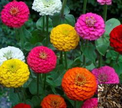 Lepi Gliša patuljasta (500 semenki) Zinnia Elegans Lilliput