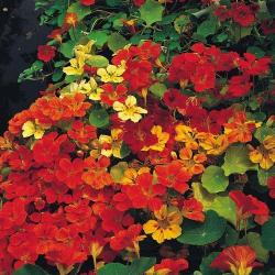 Dragoljub - Nasturtium Climbing Gleam Hybrids (15 semenki) Tropaeolum Majus