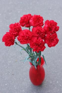 Šabo Karanfil crvena (100 semenki) Dianthus Caryophyllus Red