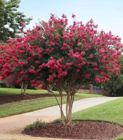 Lagerstroemia indica (25 semenki) Indijska ruža - Kineski jorgovan