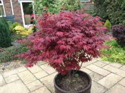 Acer Palmatum Atropurpureum (25 semenki)