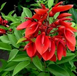 Erythrina crista-galli (seme)