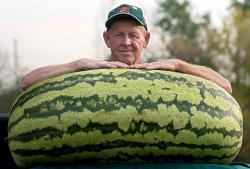 Džinovska Lubenica Carolina Cross (10 semenki) Giant Watermelon - najveća lubenica na svetu