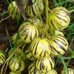 Mini Pepino - Solanum caripense (5 semenki)