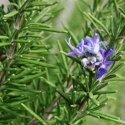 Ruzmarin (25 semenki) Rosmarinus officinalis