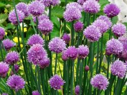 Luk vlašac (3000 semenki) Allium Schonoprasum