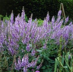 Žalfija - Salvia officinalis (200 semenki)