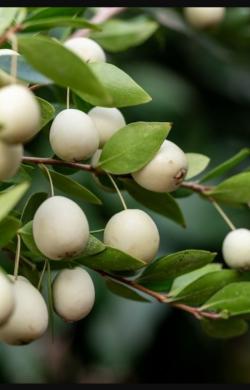 Bela Mirta (seme) Myrtus communis