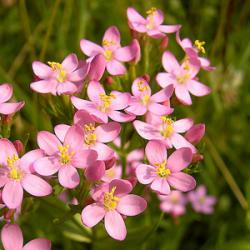 Kicica - Centaurium erythraea (seme) lekovita biljka