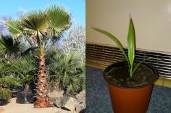 Washingtonia robusta sadnica