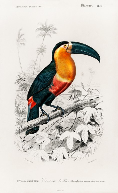 Tukan (Ramphastos) (1892)