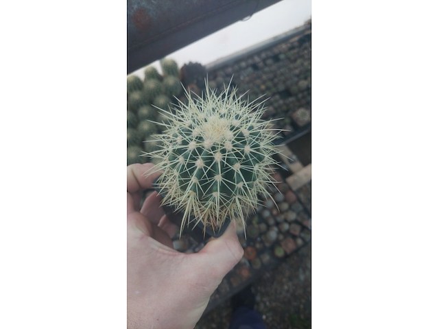 kaktus 15 echinocactus grusonii