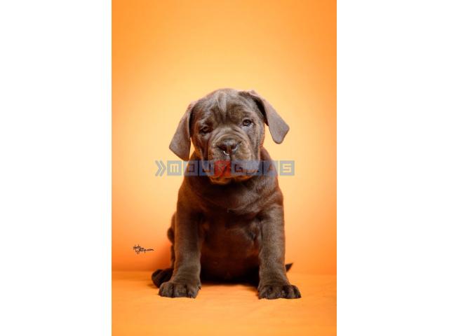 Cane corso stenci