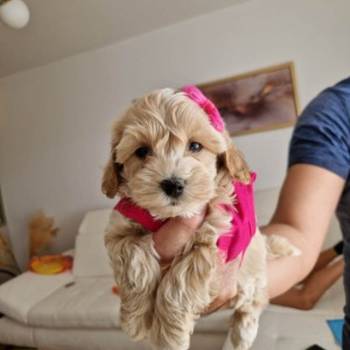 Preslatke bebice MALTIPOO spremni za preuzimanje ❲ 400 EUR ❳