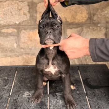 Cane Corso štenci