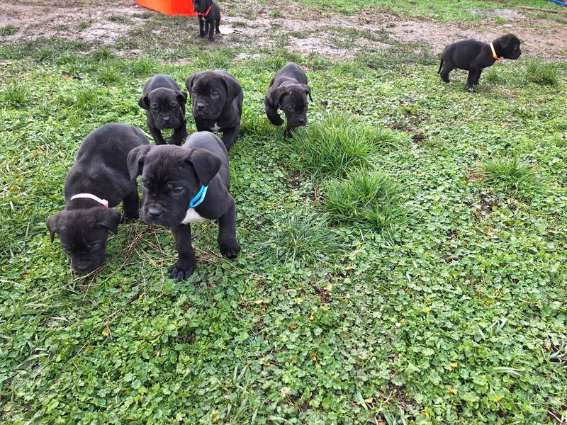 Stenci CANE CORSO