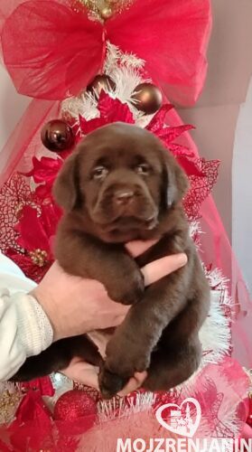 Štenci labrador retrivera