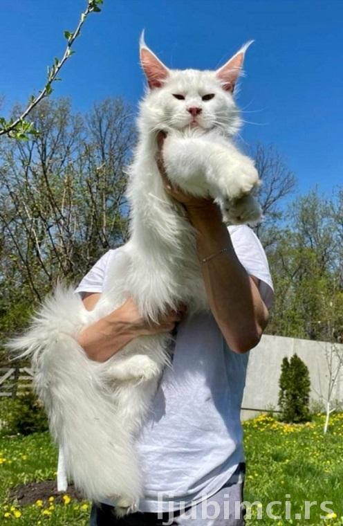 Maine Coon mačići