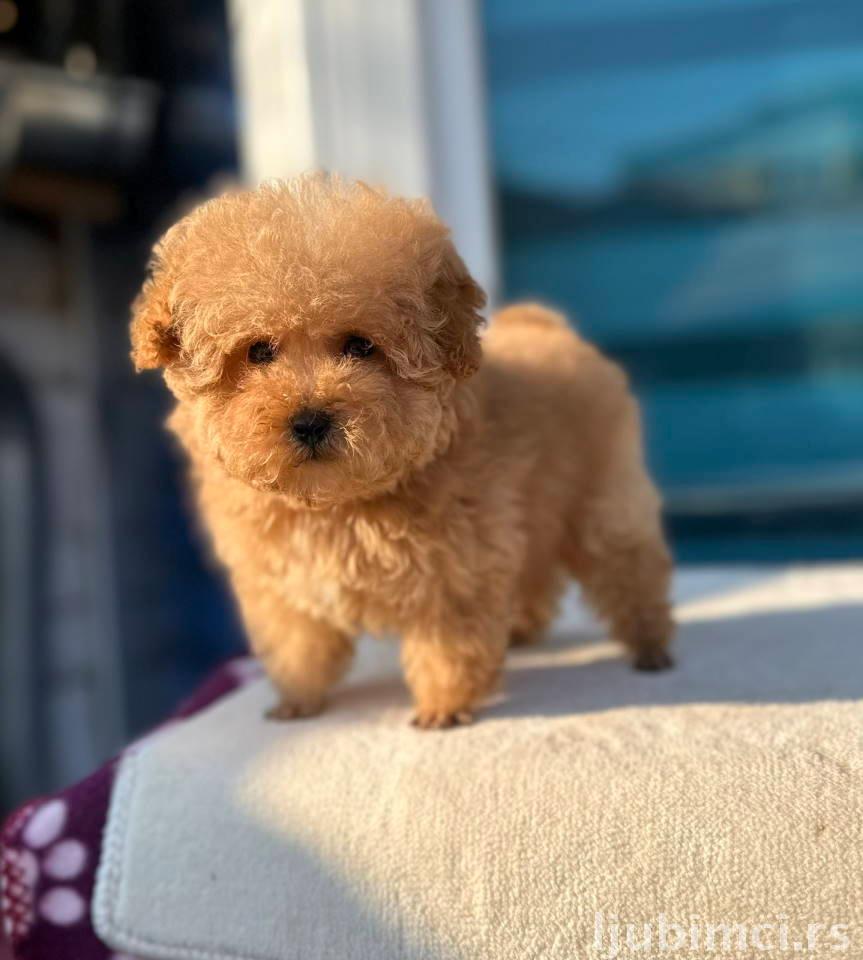 Toy PUDLA