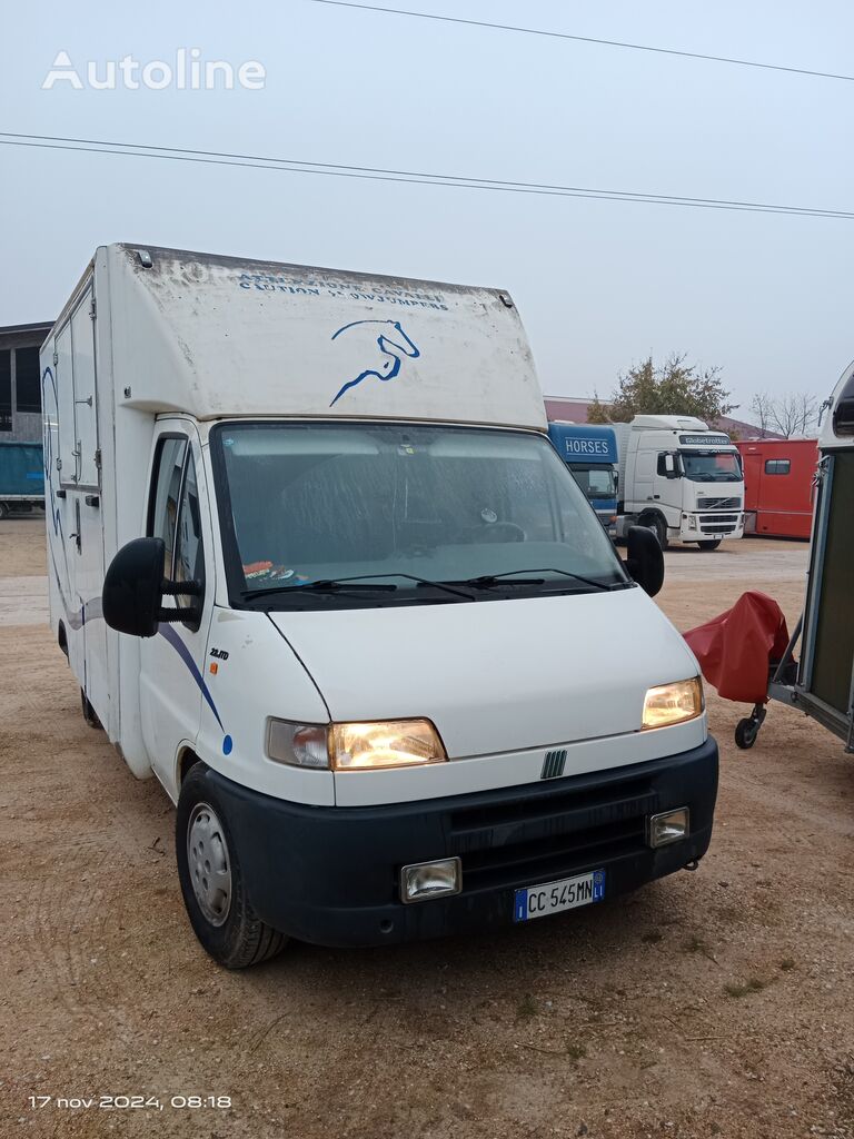 FIAT DUCATO kamion za prevoz konja