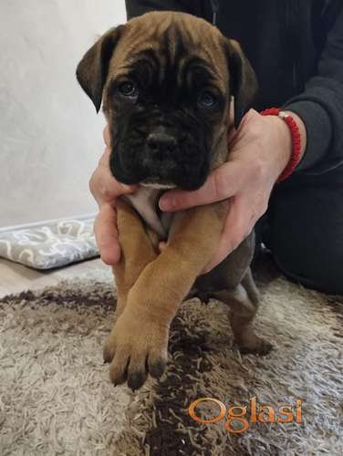 Stenne Cane corso