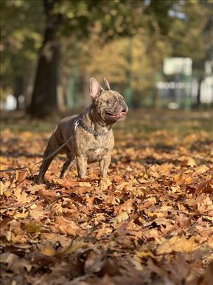 Francuski buldog, spreman za parenje