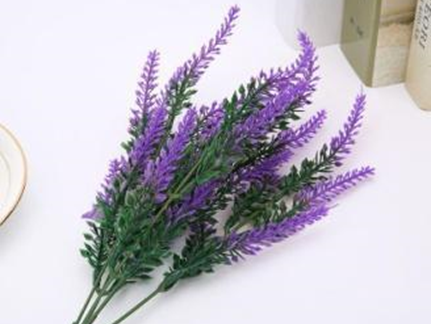 Lavanda C01