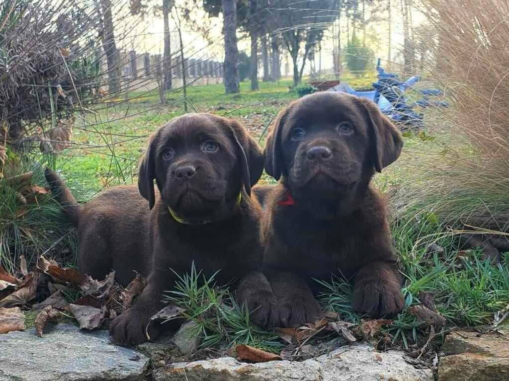 Izuzetna cokoladna štenad Labrador retrivera oštenjena 2. novembra