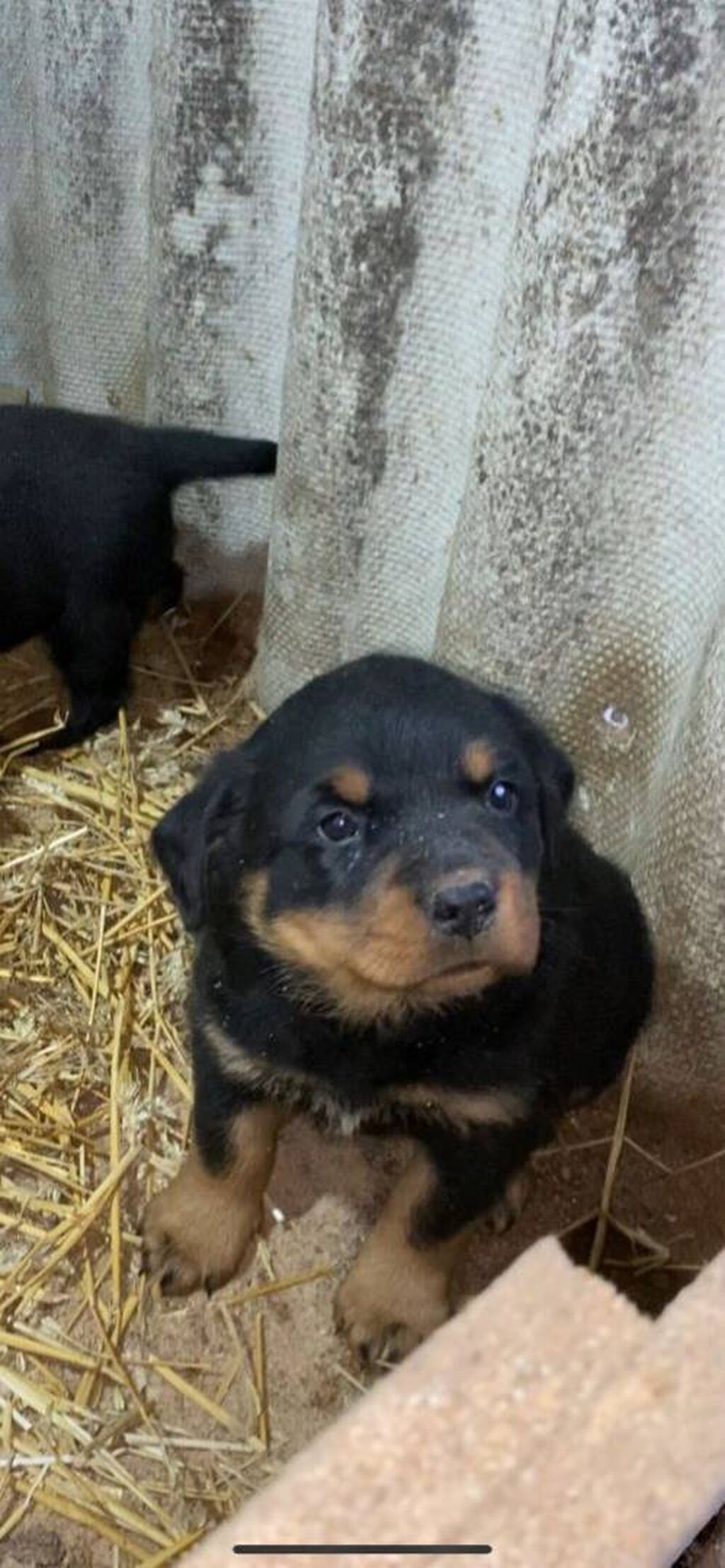 Na prodaju stenci rotvajlera bez papira,( ženke samo ) otac i majka u