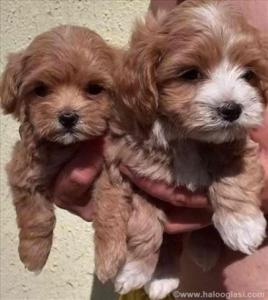 MINI MALTIPOO ŠTENCI