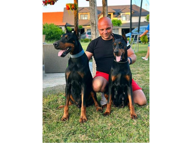 Doberman