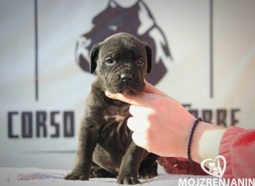 Cane Corso štenci