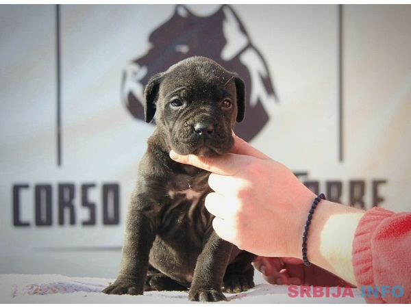 Cane Corso štenci