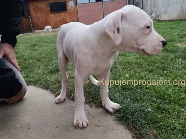 Dogo argentino štenci