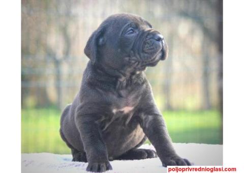 Cane Corso štenci