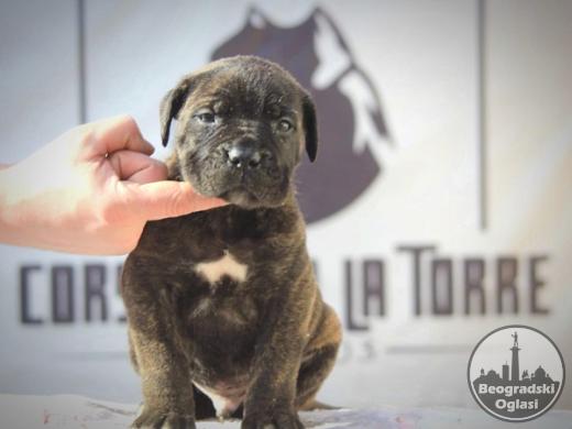 Cane Corso štenci