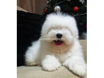 Coton de Tulear (Tulearski pas) štenci