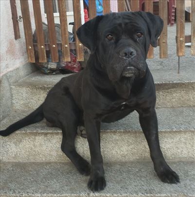 Cane Corso poklanjam hitno