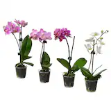 PHALAENOPSIS