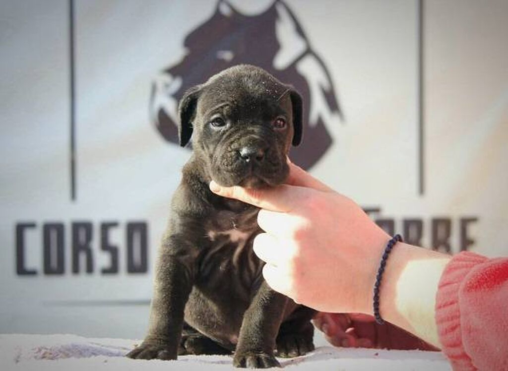 Cane Corso štenci Odgajivačnica "Corso sotto la Torre" predstavlja