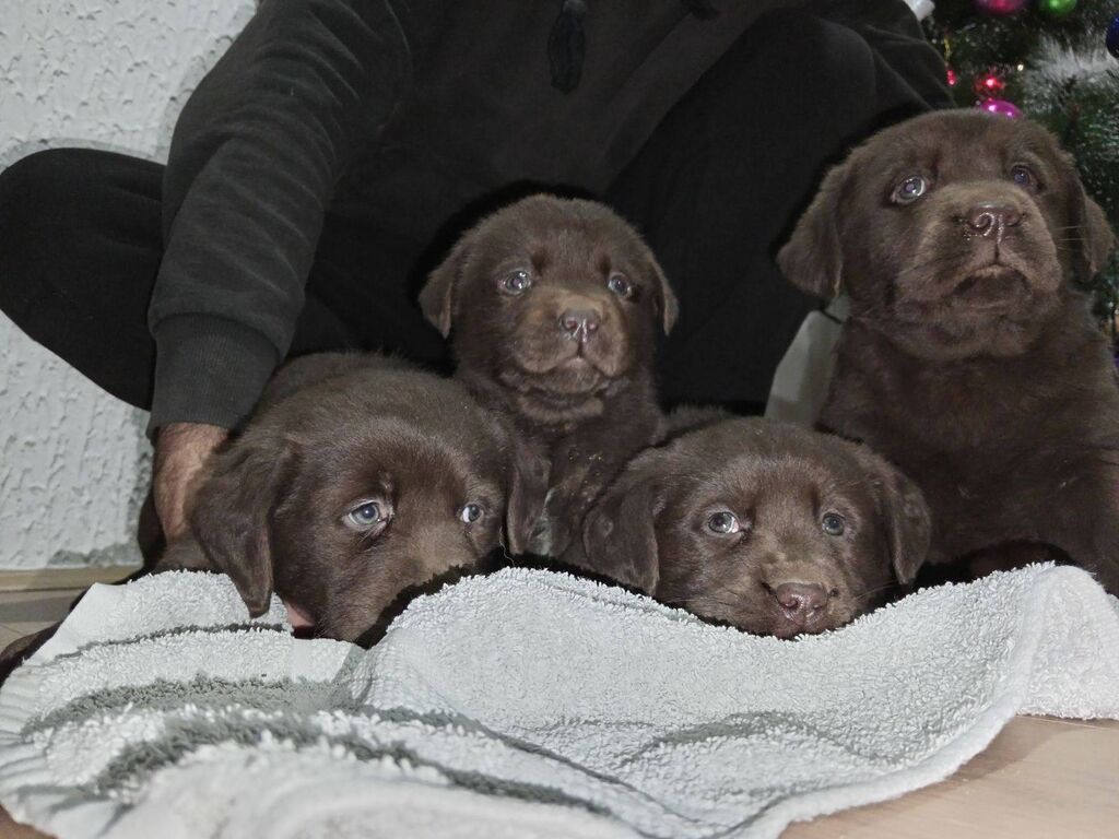 Cokoladni stenci Labrador retriver Na prodaju stenci labrador