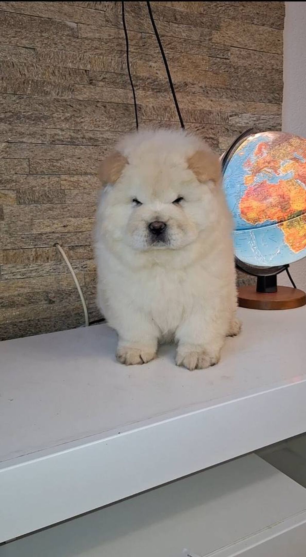 Chow chow Na prodaju kucici chow chow, kucici su više puta