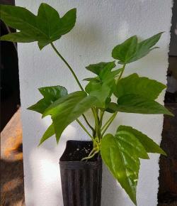 Fatsia japonica