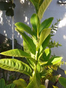 Budina šaka (Citrus medica)