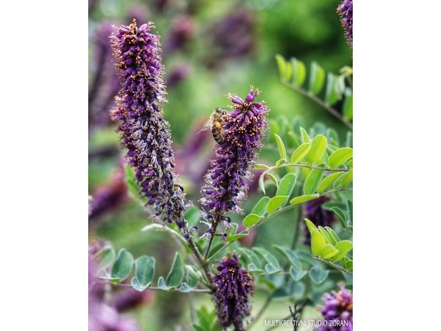 Amorpha fruticosa  50 semenki