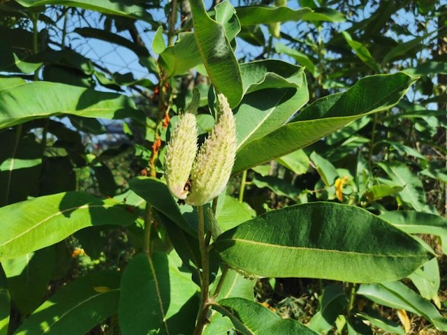 Asclepias syriaca- papagaj biljka 50 semenki