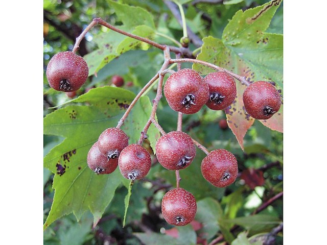 Brekinja (Sorbus torminalis) 20 semenki